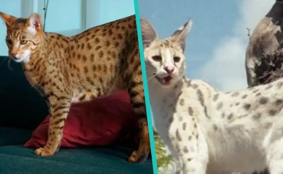 Gato ashera, una de las razas más caras del mundo de origen artificial | Patas en Casa